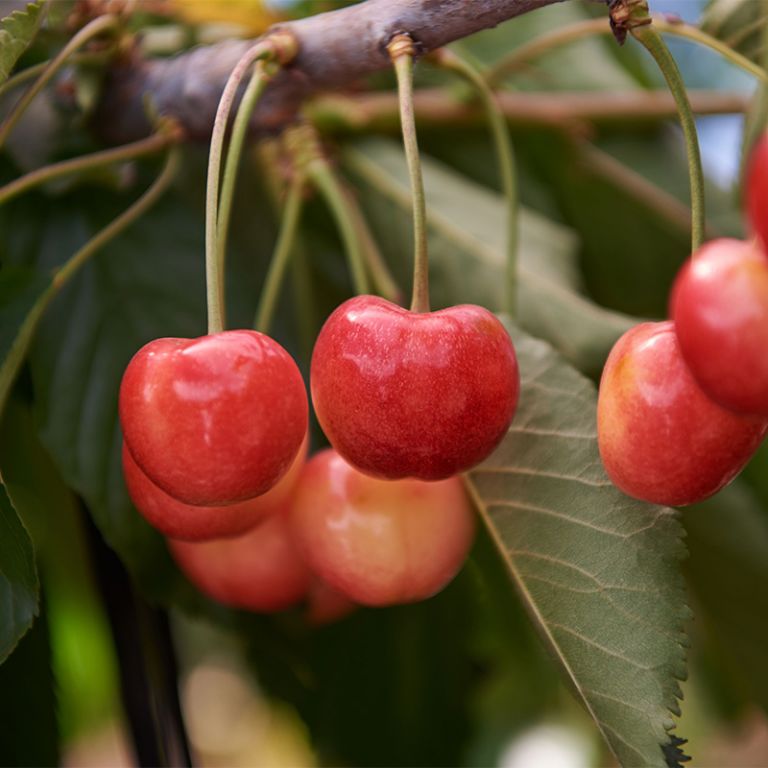 IFG - Table Grapes & Cherries