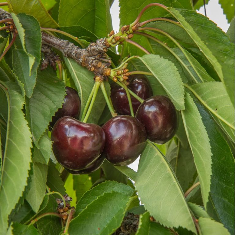 IFG - Table Grapes & Cherries