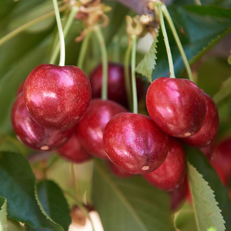 Cherries