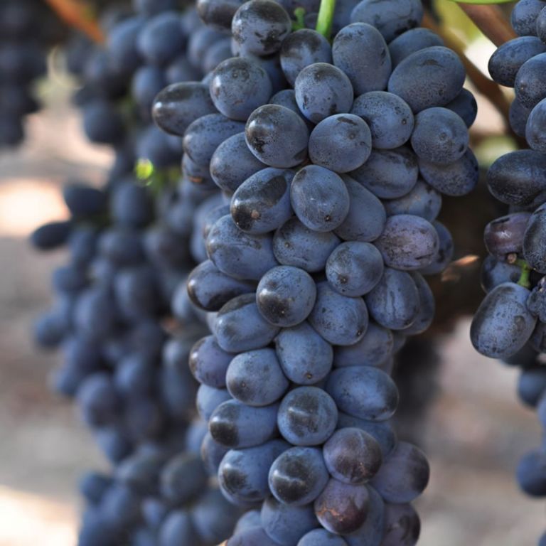 IFG - Table Grapes & Cherries