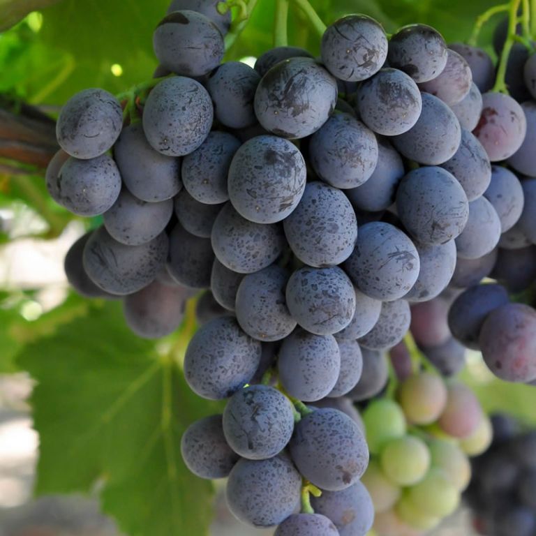 IFG - Table Grapes & Cherries
